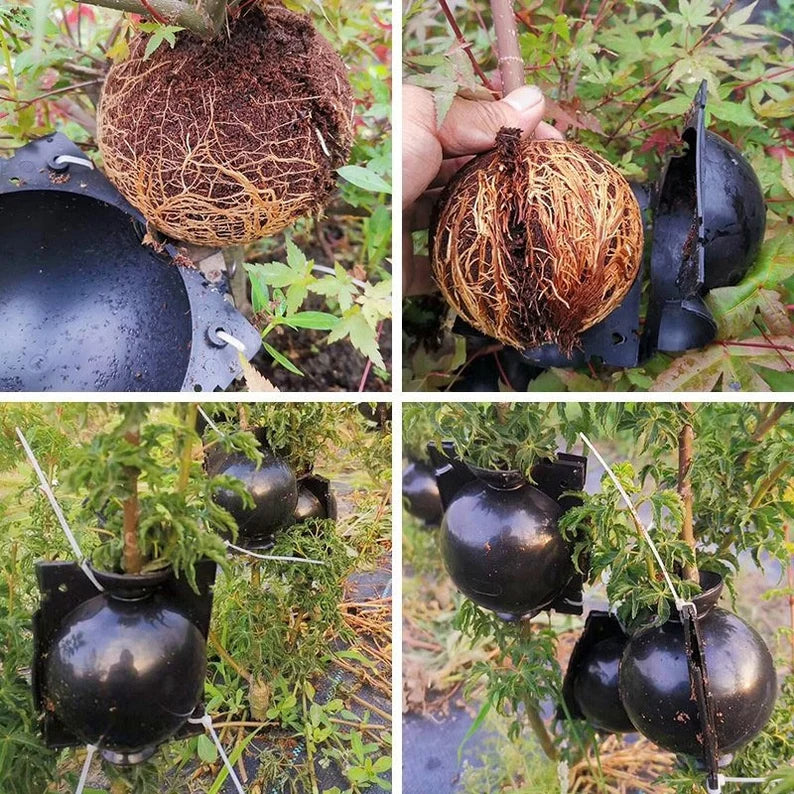 Air layering Plant High Pressure Propagation Ball Grafting Rooting Dev ...